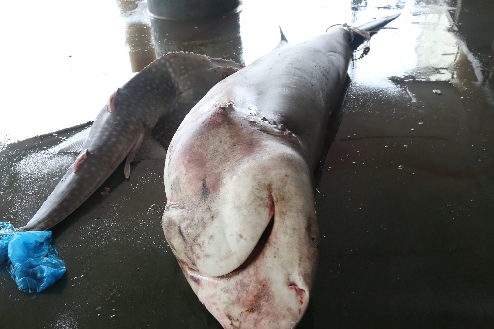 Ending Shark Finning – Shark Stewards
