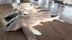 Urgent Action to Save Oceanic Whitetip Sharks