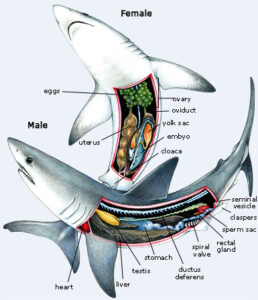 Do Shark’s Pee? – Shark Stewards